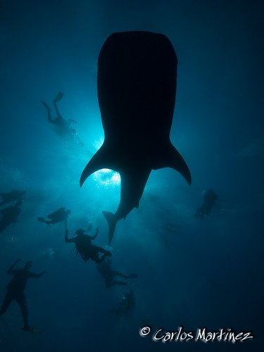 Underwater God | New Diving Gear